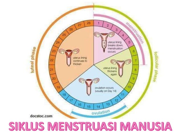 1 siklus menstruasi.pptx