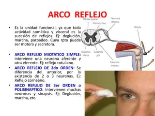 Anatomía del Sistema Nervioso | PPTX