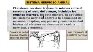 1 sistema nervioso animal, anatomia animal.pptx