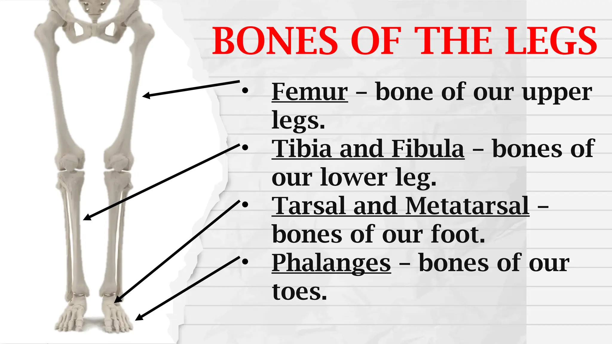 1 SKELETAL SYSTEM 1 SKELETAL SYSTEM.pptx