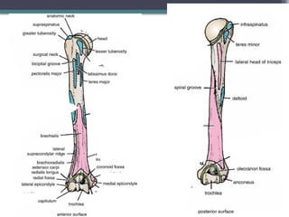 Anatomy- skeleton of the upper limb .pptx