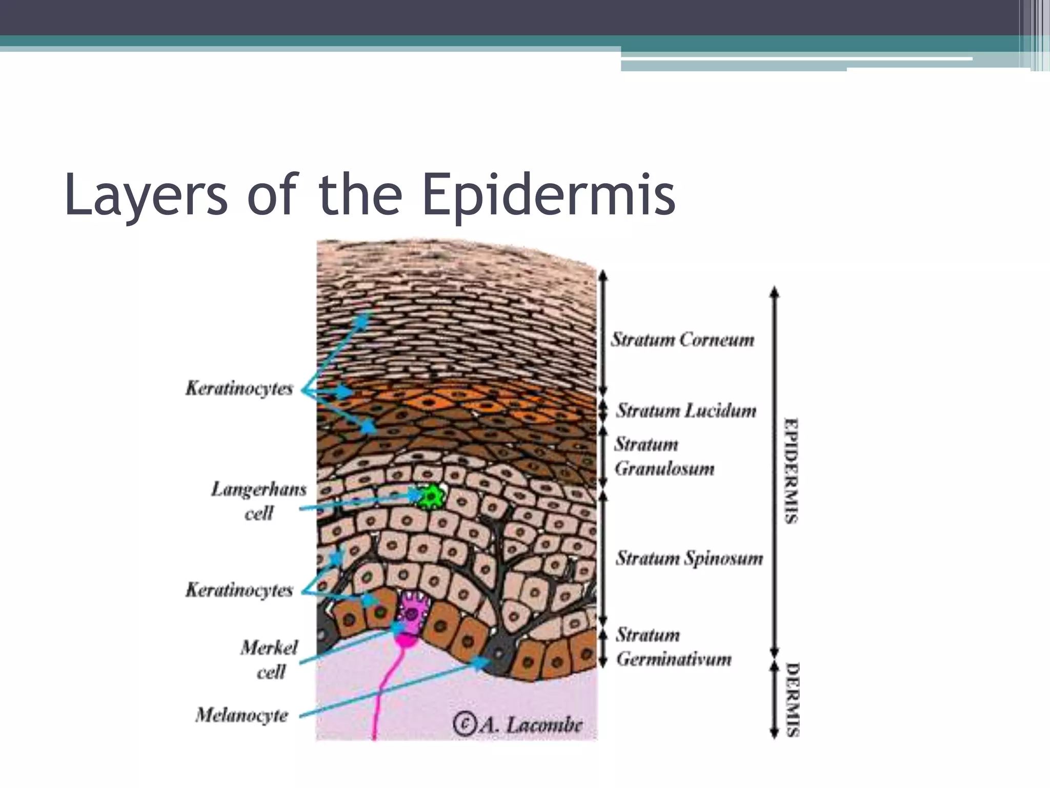 Integumentary System | PPT | Skin and Dermatology | Diseases and Conditions