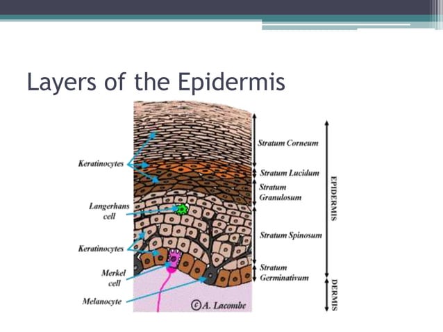 Integumentary System | PPT | Skin and Dermatology | Diseases and Conditions