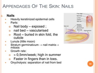 (1)Skin & Appendages.ppt