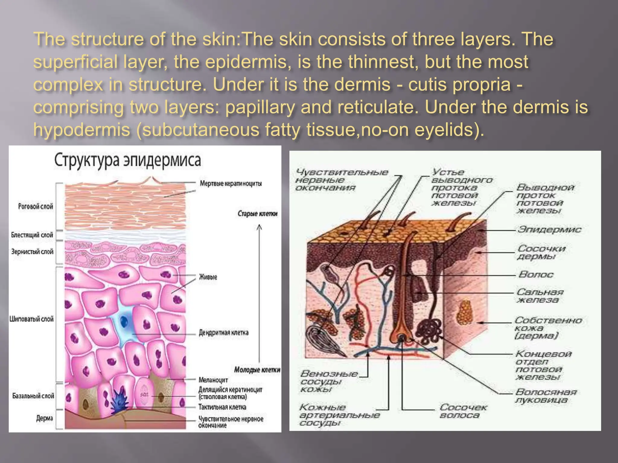 1skin structure.pptx education dermatology | PPTX