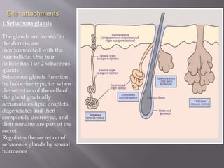 1skin structure.pptx education dermatology | PPTX