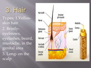 1skin structure.pptx education dermatology | PPT