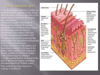 1skin structure.pptx education dermatology | PPT