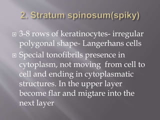 1skin structure.pptx education dermatology | PPT