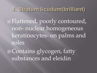 1skin structure.pptx education dermatology | PPTX