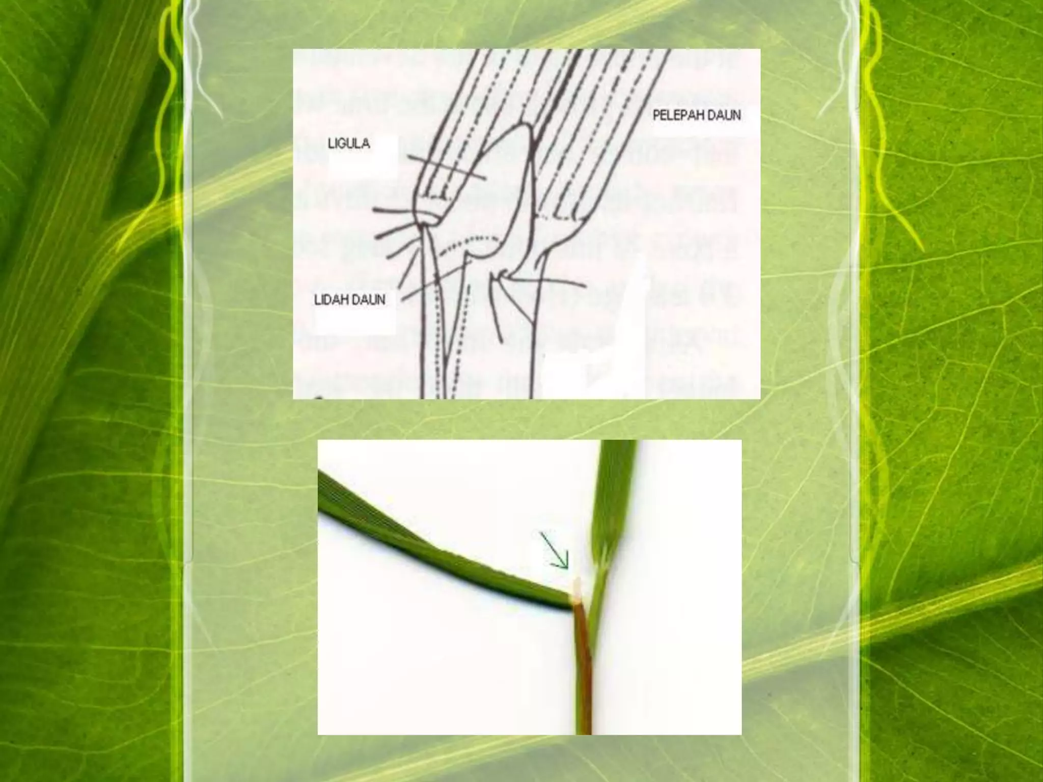 PPT Morfologi Tumbuhan - Daun dan Bangun Daun | PPTX