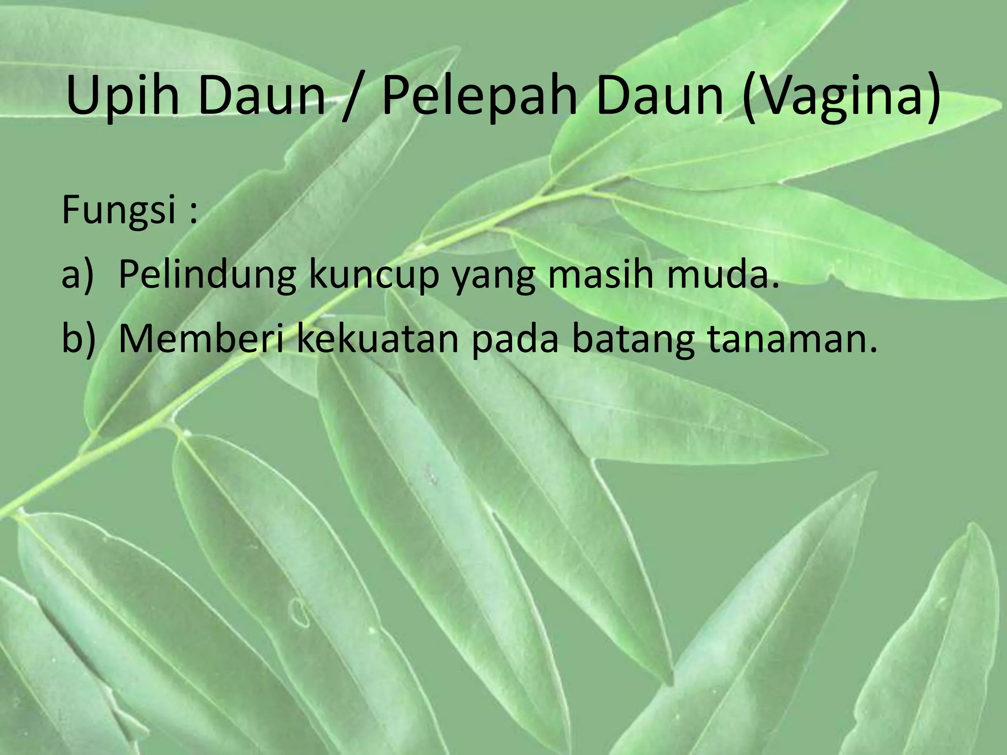 PPT Morfologi Tumbuhan - Daun dan Bangun Daun | PPTX