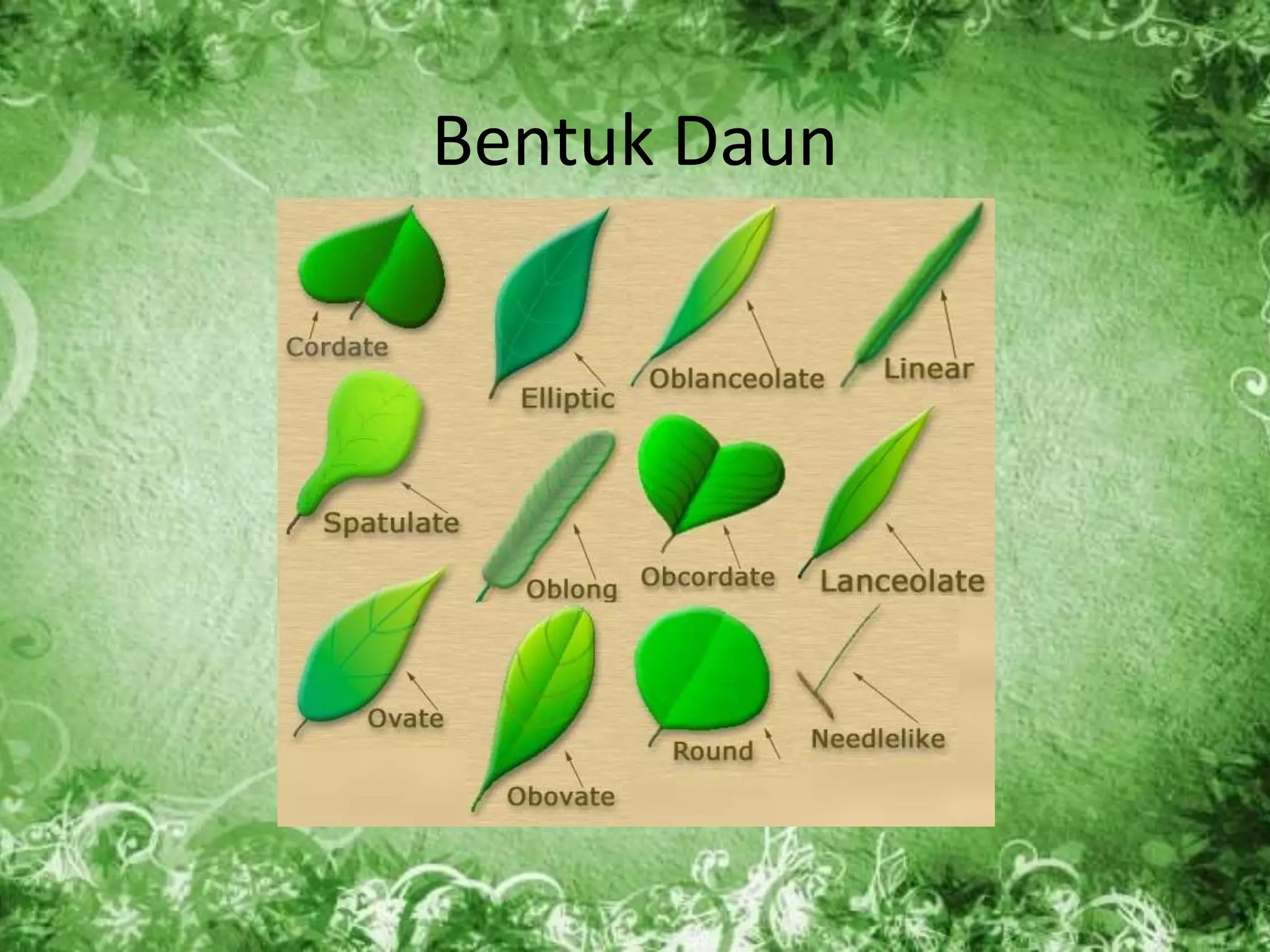 PPT Morfologi Tumbuhan - Daun dan Bangun Daun | PPTX