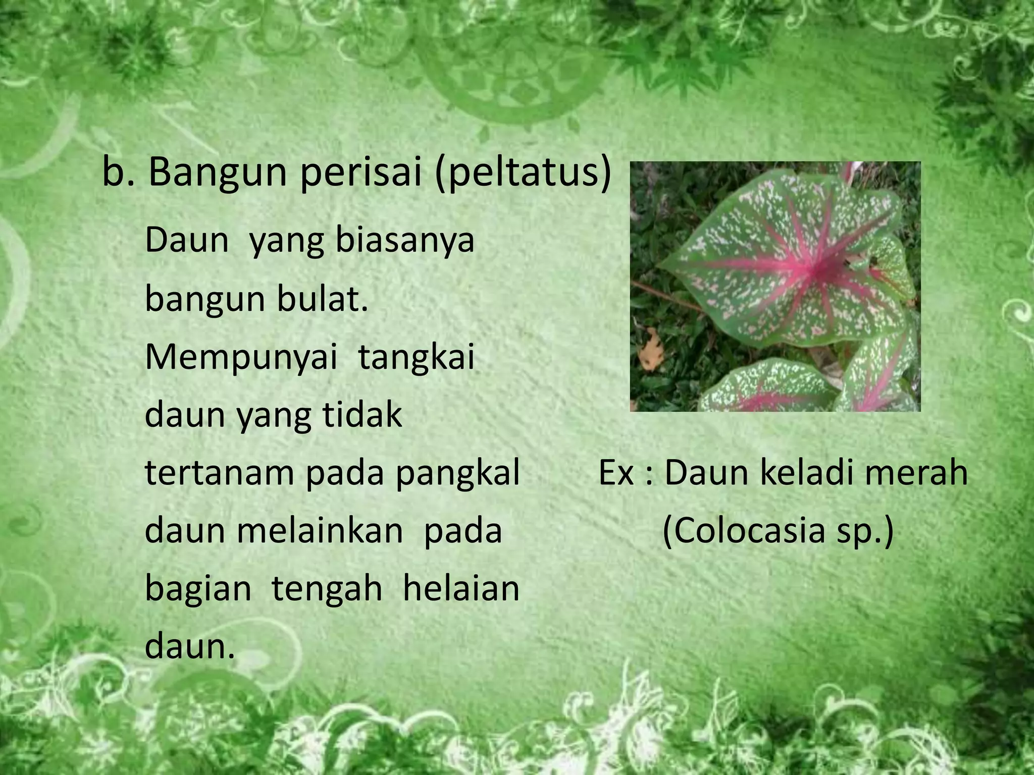 PPT Morfologi Tumbuhan - Daun dan Bangun Daun | PPTX