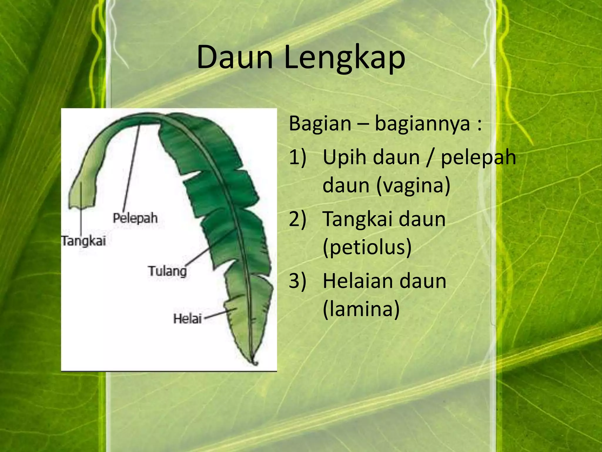 PPT Morfologi Tumbuhan - Daun dan Bangun Daun | PPTX