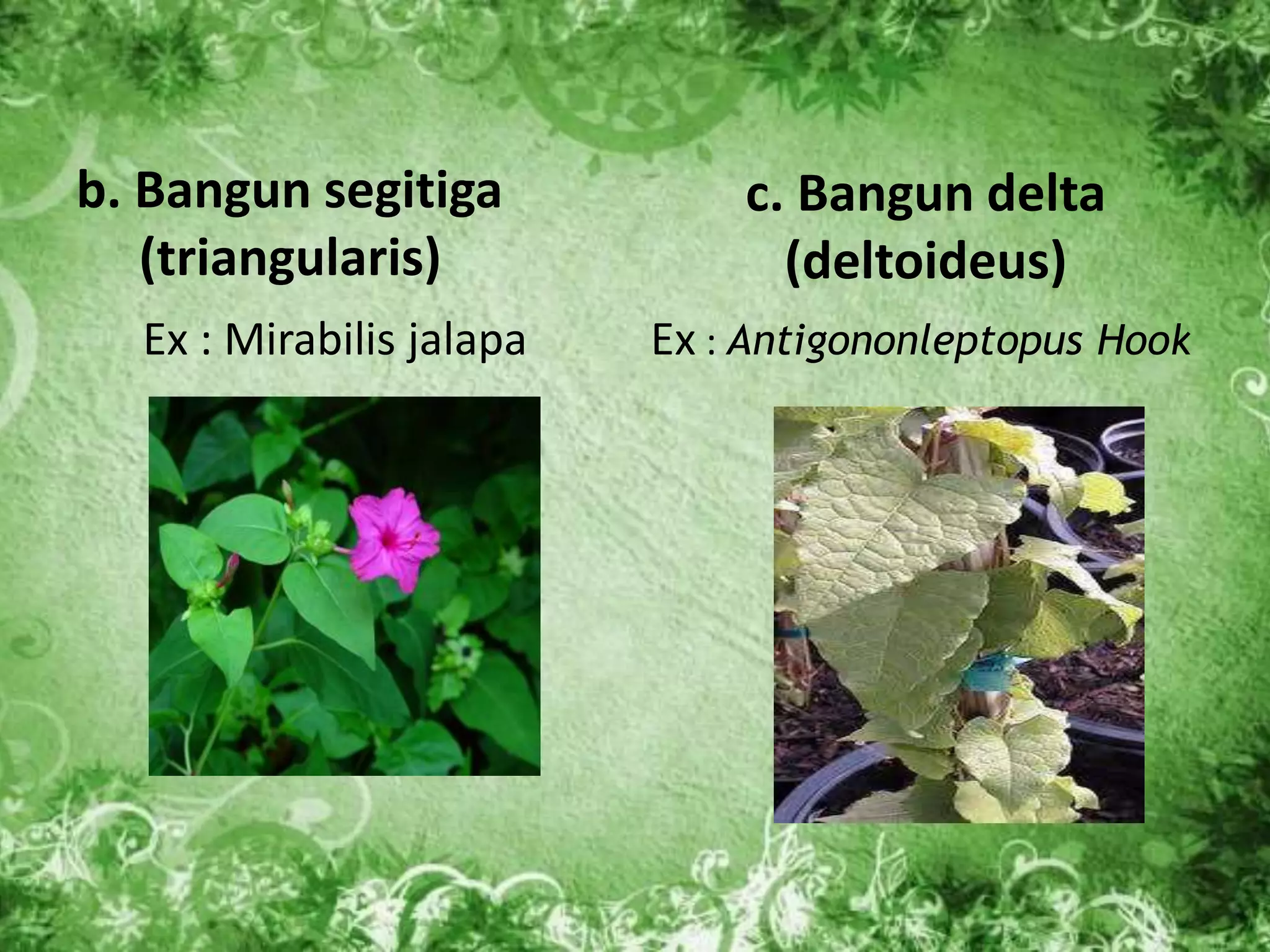PPT Morfologi Tumbuhan - Daun dan Bangun Daun | PPTX
