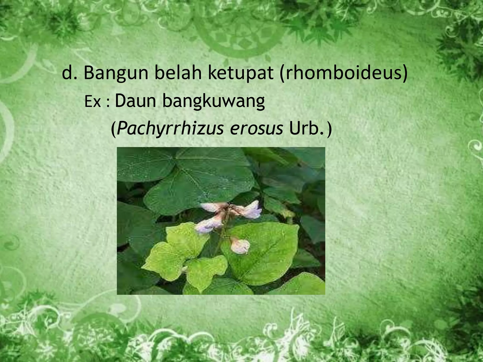 PPT Morfologi Tumbuhan - Daun dan Bangun Daun | PPTX