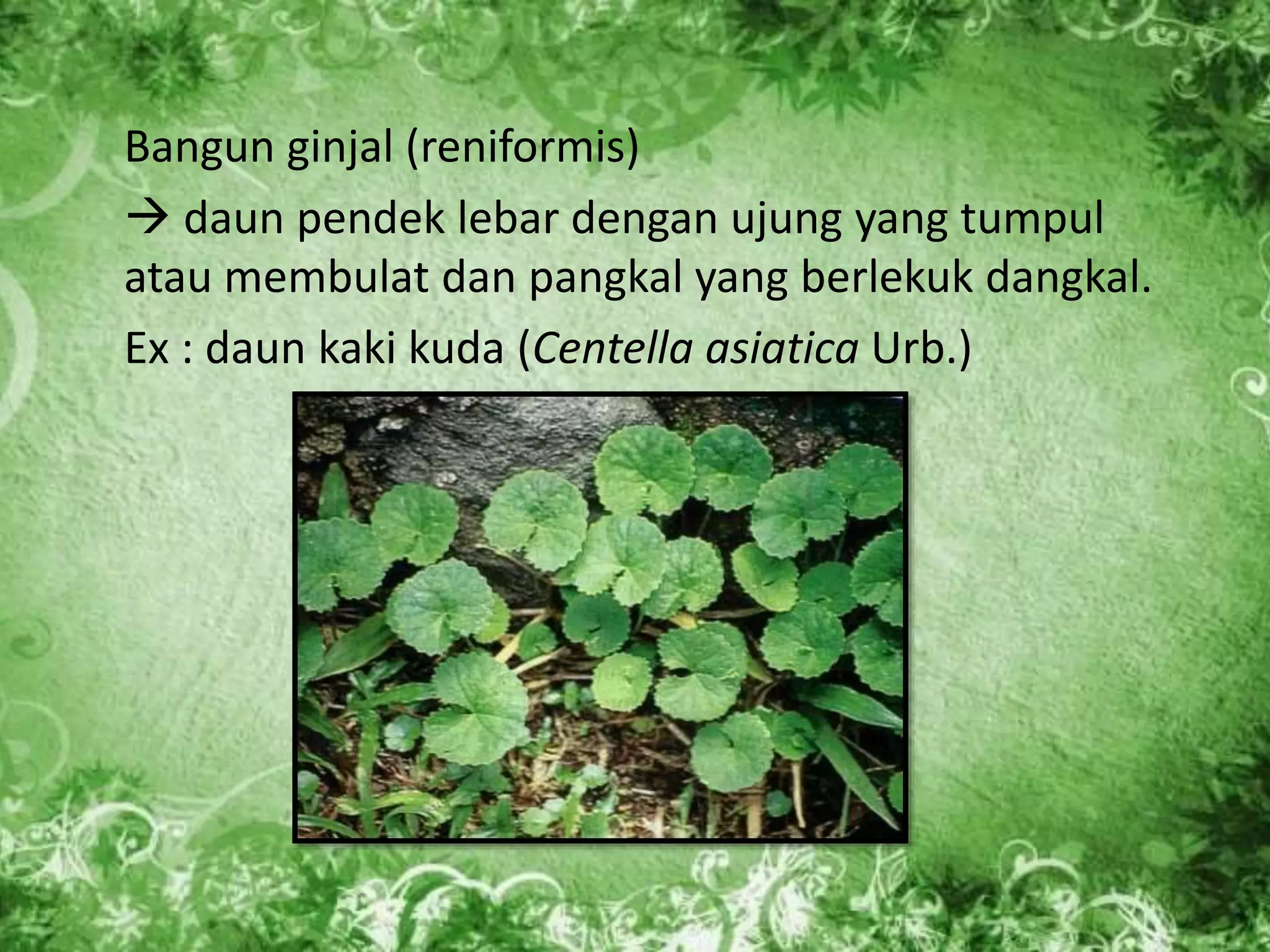 PPT Morfologi Tumbuhan - Daun dan Bangun Daun | PPTX