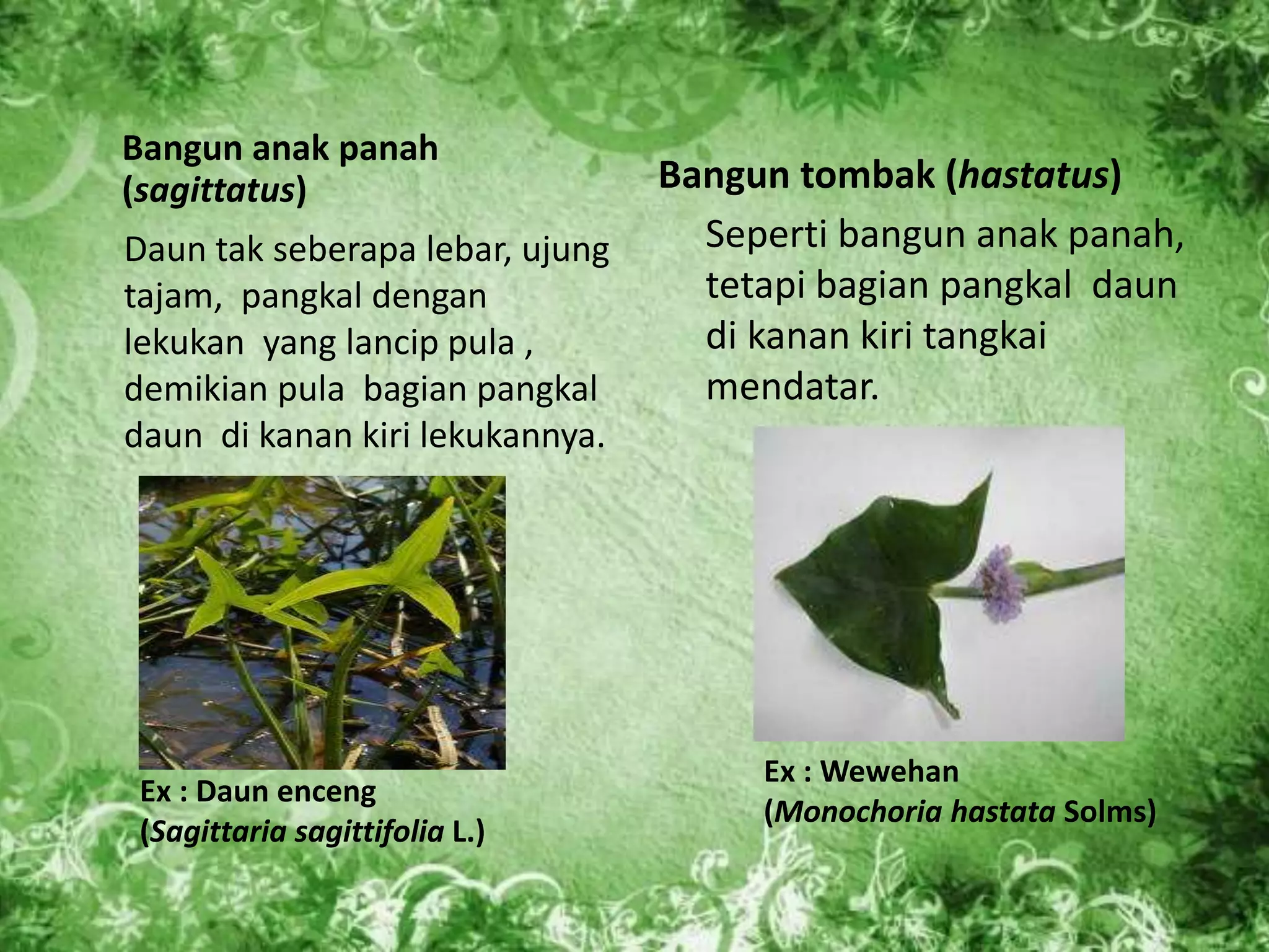 PPT Morfologi Tumbuhan - Daun dan Bangun Daun | PPTX