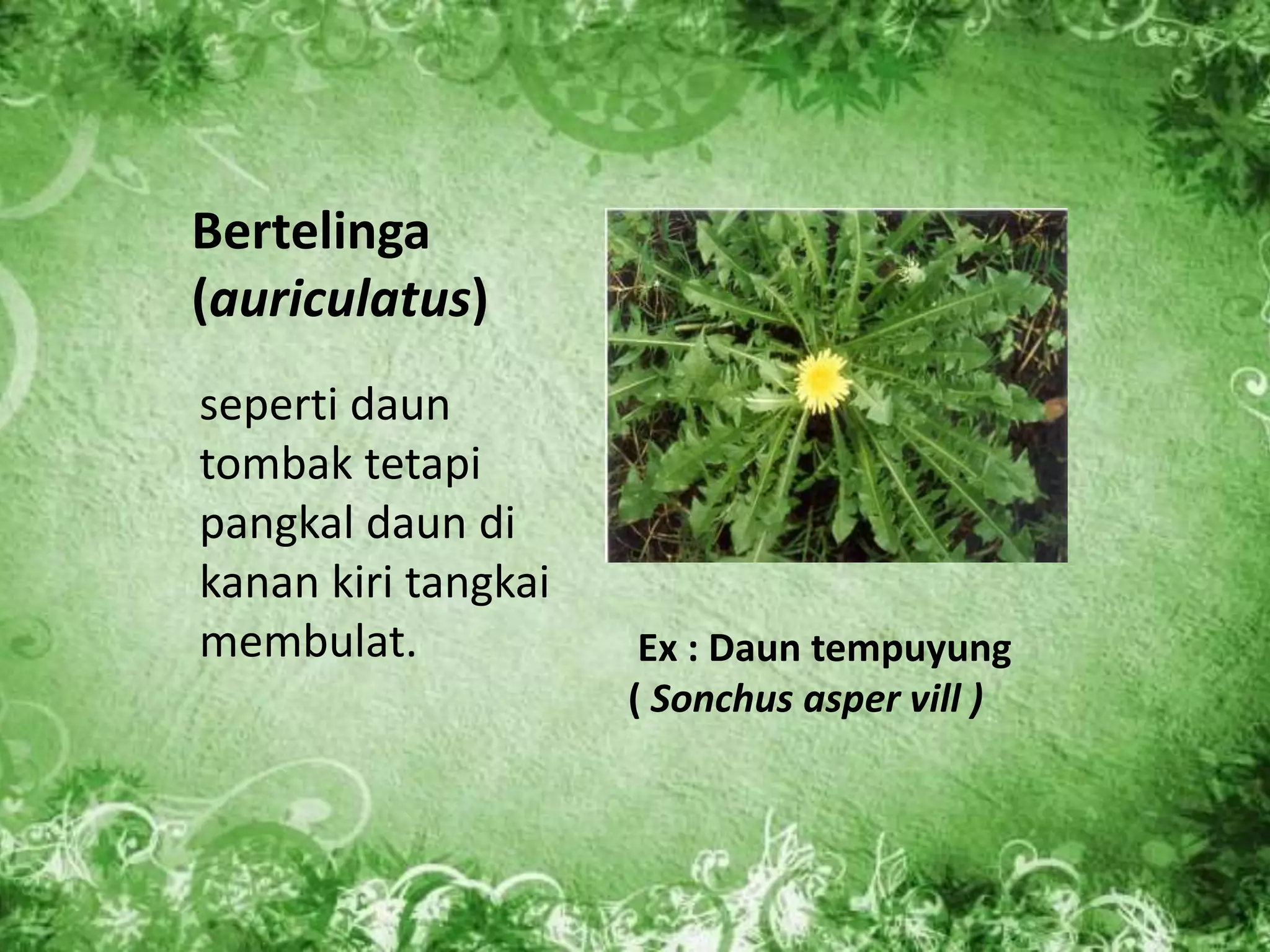 PPT Morfologi Tumbuhan - Daun dan Bangun Daun | PPTX