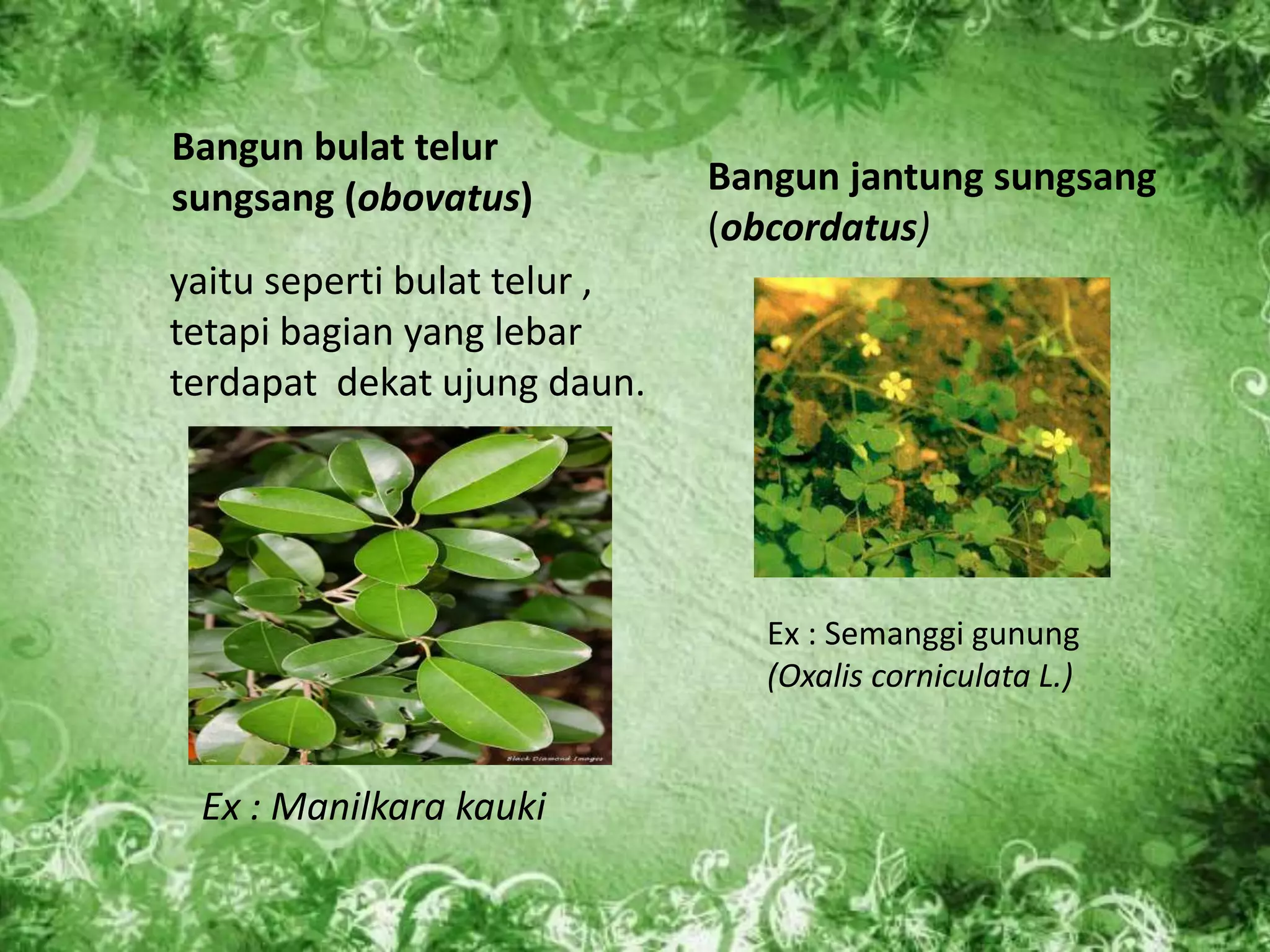 PPT Morfologi Tumbuhan - Daun dan Bangun Daun | PPTX