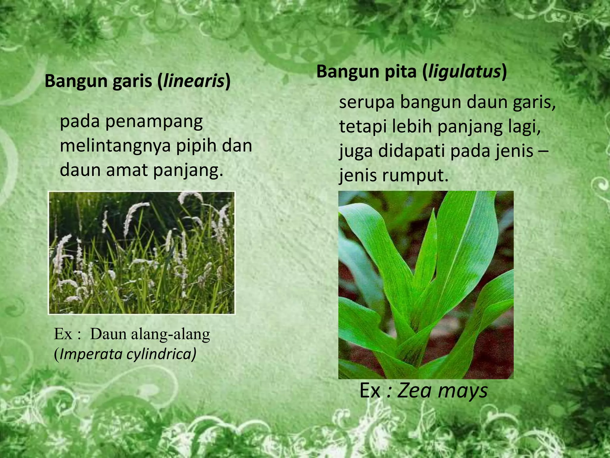 PPT Morfologi Tumbuhan - Daun dan Bangun Daun | PPTX