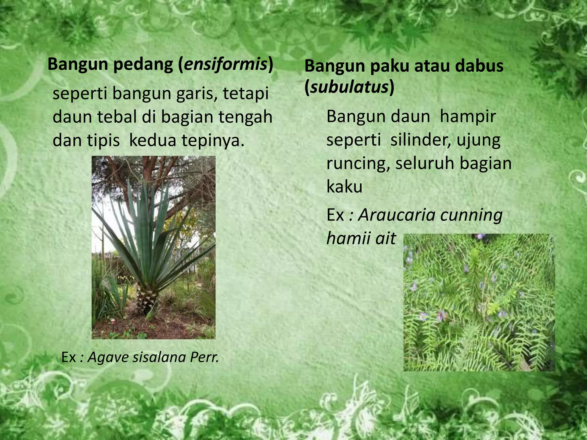 PPT Morfologi Tumbuhan - Daun dan Bangun Daun | PPTX
