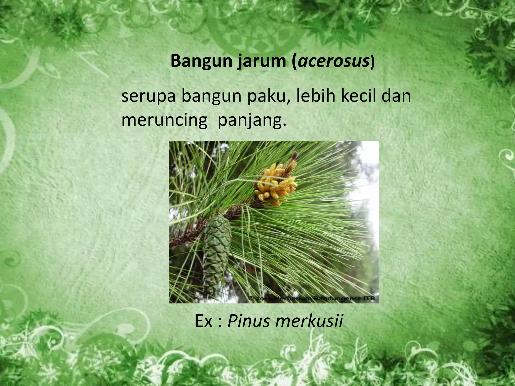 PPT Morfologi Tumbuhan - Daun dan Bangun Daun | PPTX