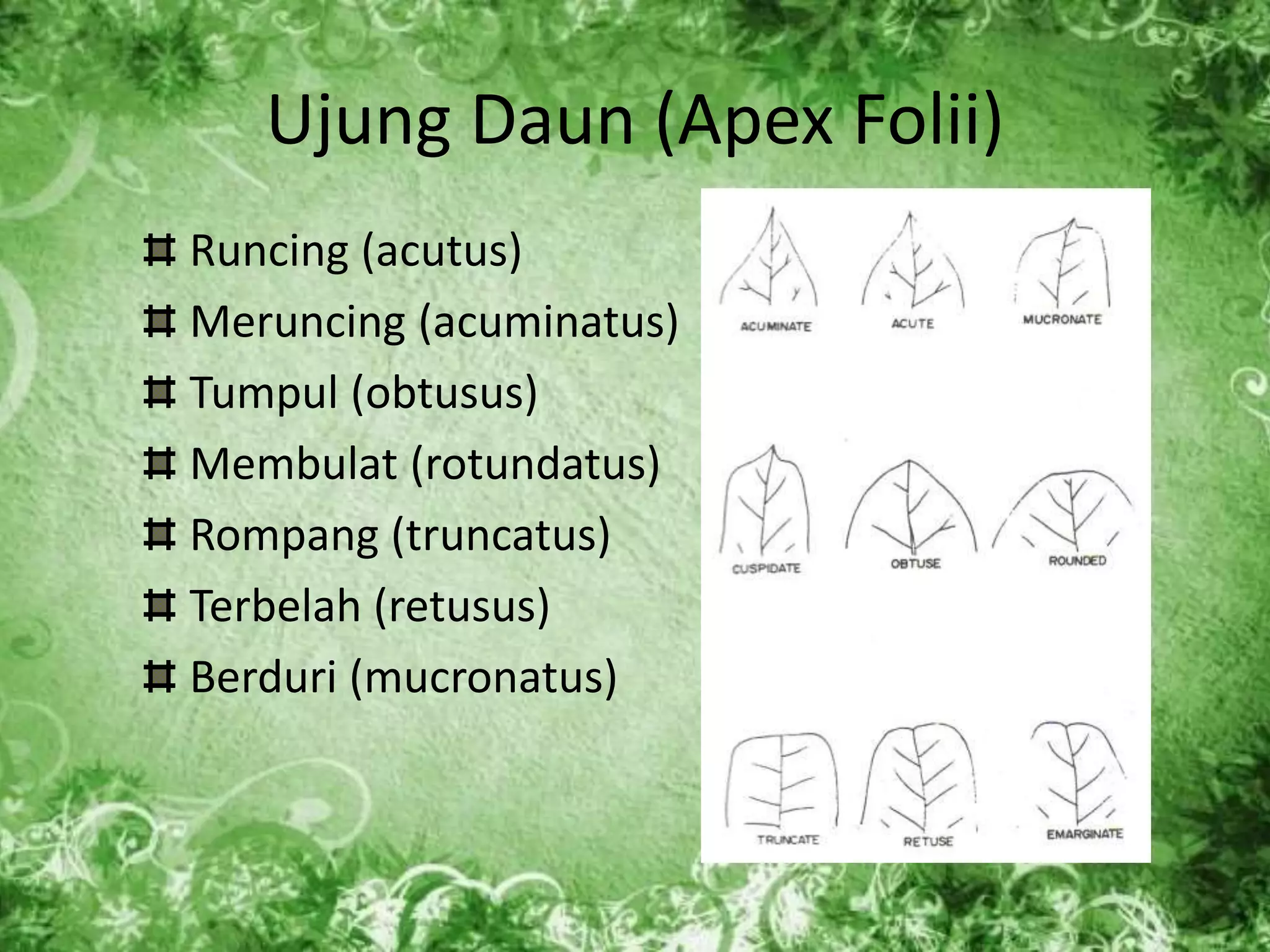 PPT Morfologi Tumbuhan - Daun dan Bangun Daun | PPTX