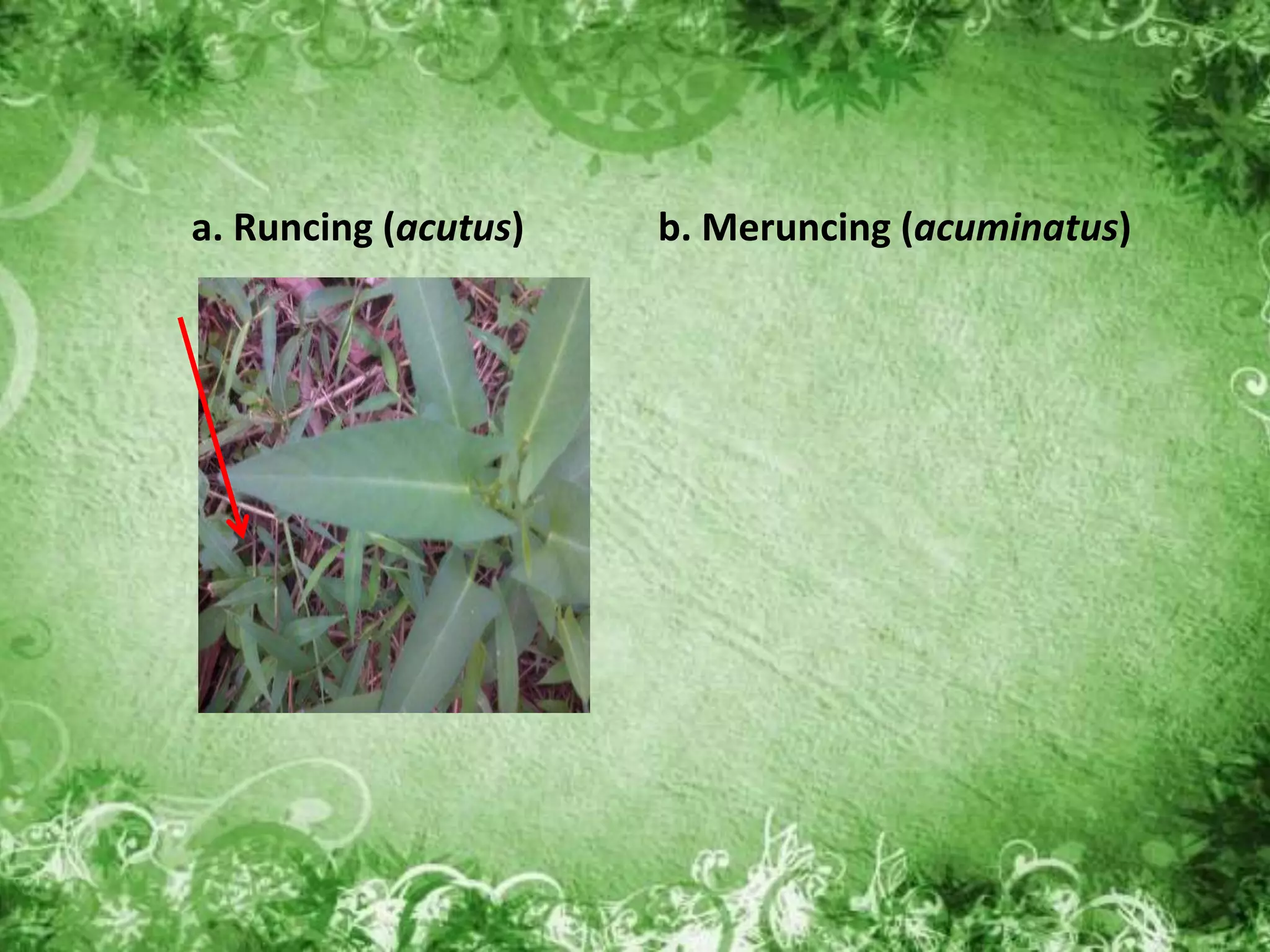 PPT Morfologi Tumbuhan - Daun dan Bangun Daun | PPTX