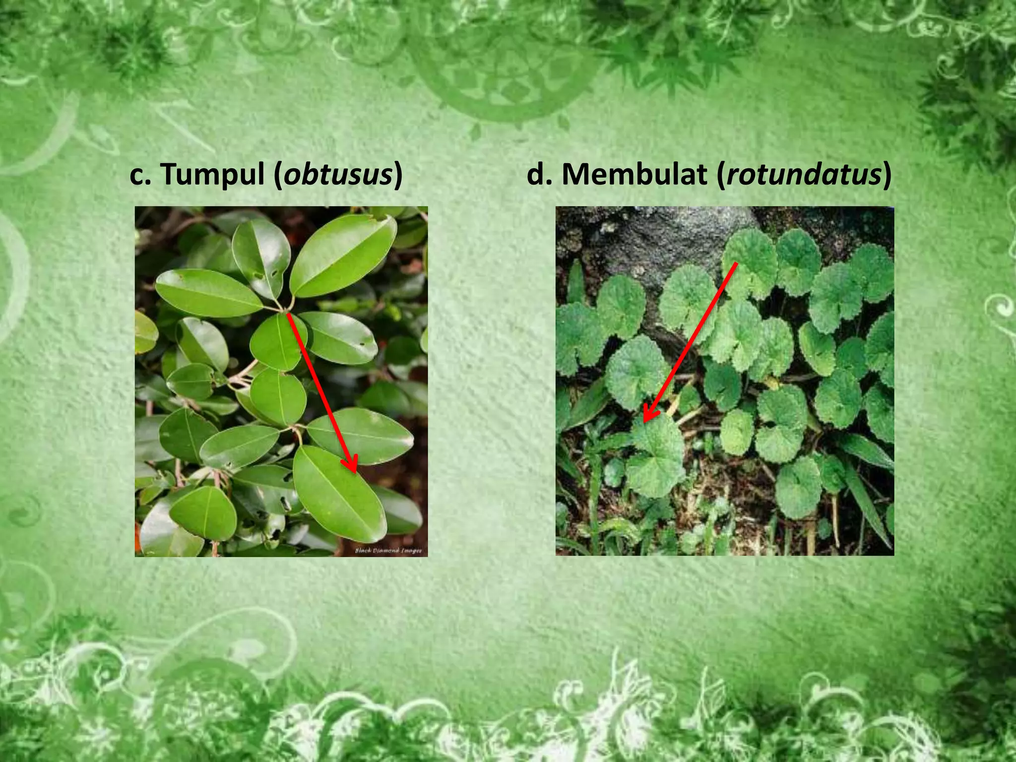 PPT Morfologi Tumbuhan - Daun dan Bangun Daun | PPTX