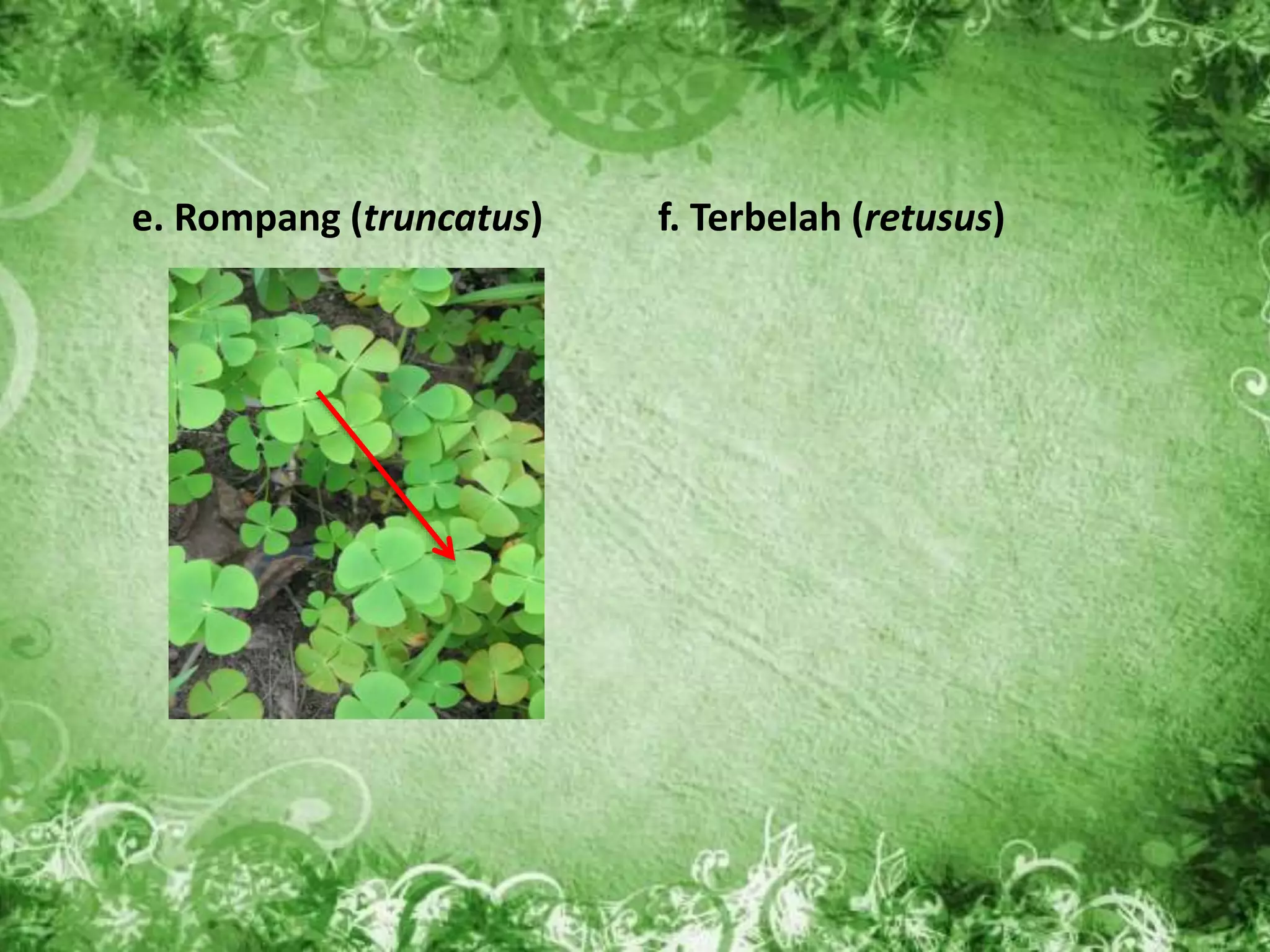 PPT Morfologi Tumbuhan - Daun dan Bangun Daun | PPTX