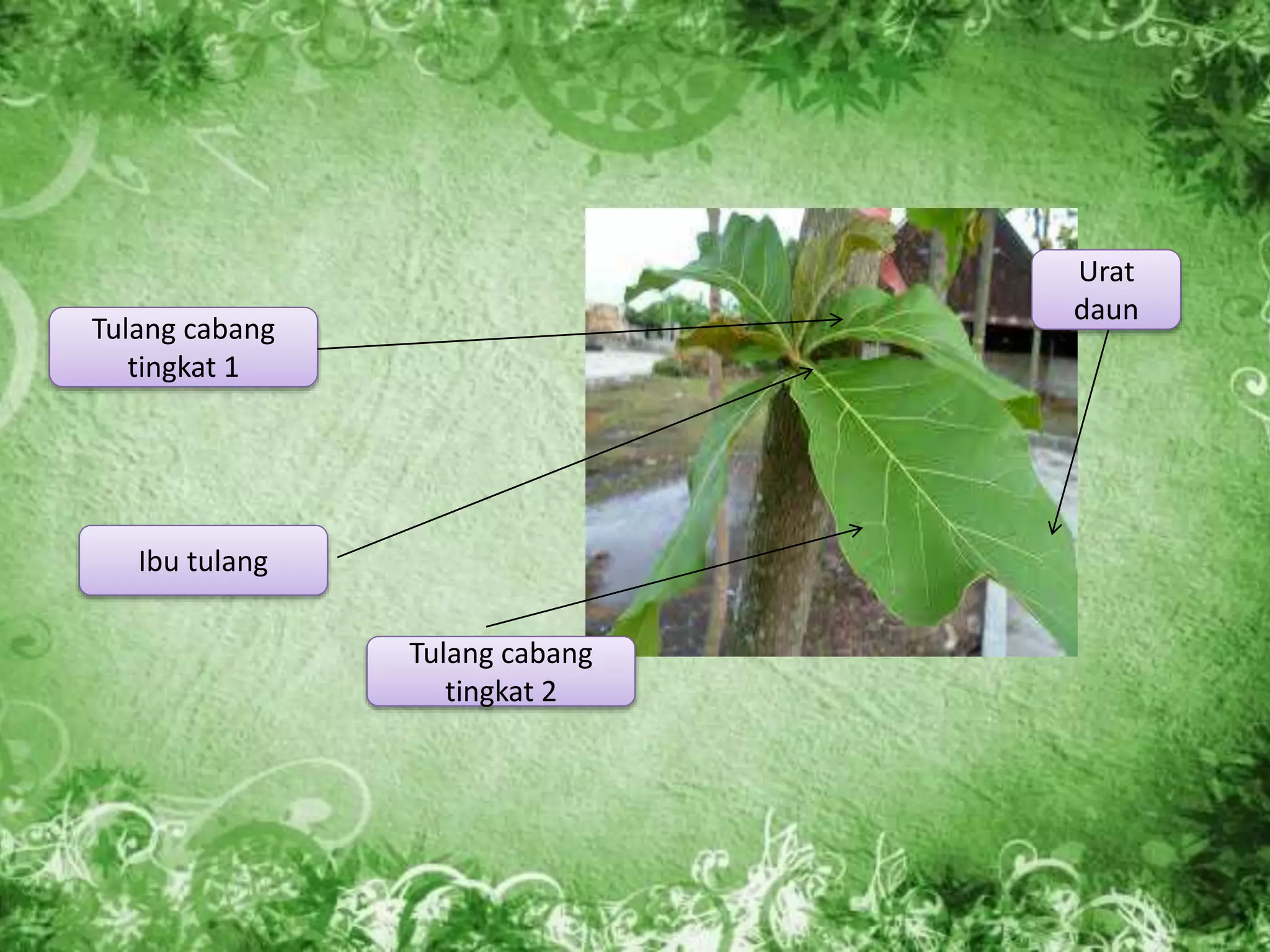 PPT Morfologi Tumbuhan - Daun dan Bangun Daun | PPTX