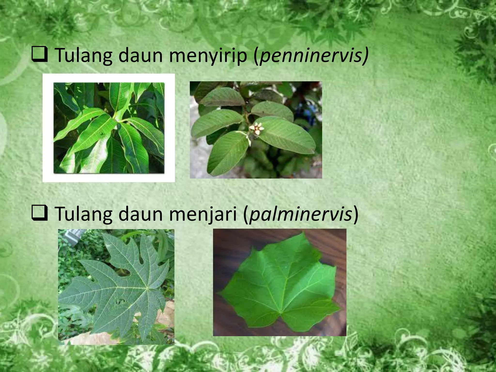 PPT Morfologi Tumbuhan - Daun dan Bangun Daun | PPTX
