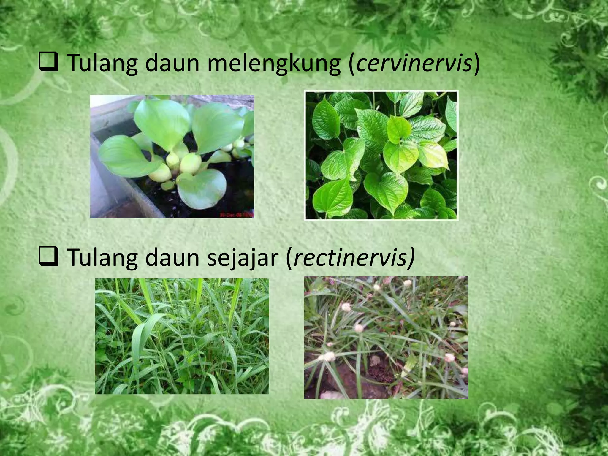 PPT Morfologi Tumbuhan - Daun dan Bangun Daun | PPTX