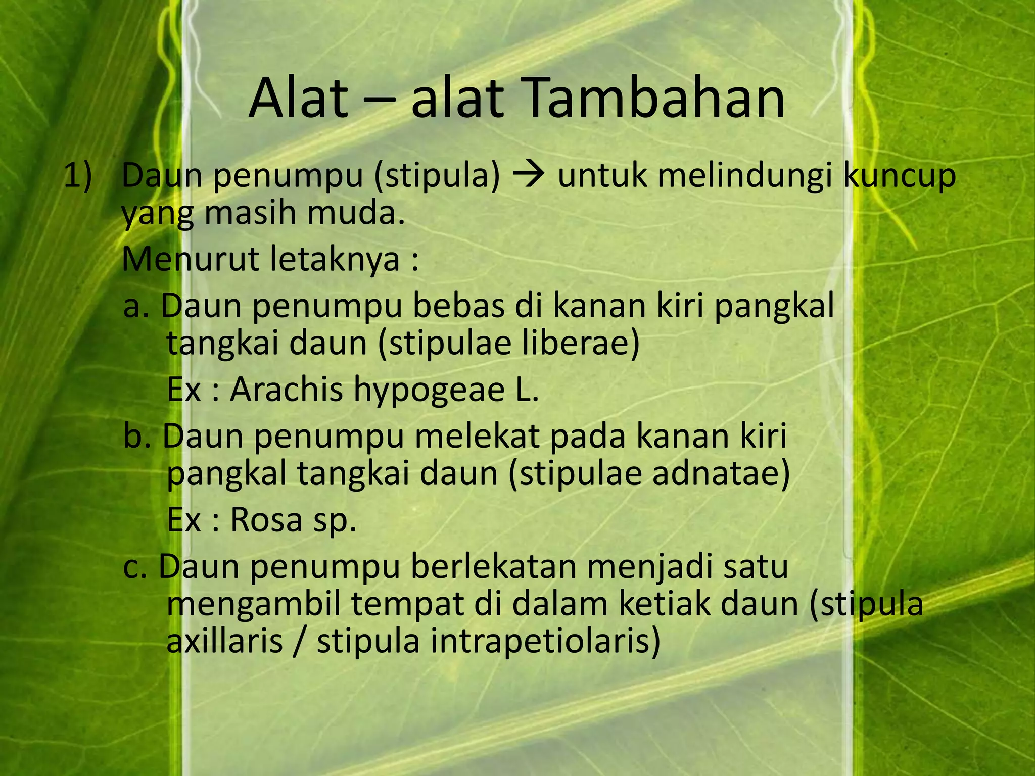 PPT Morfologi Tumbuhan - Daun dan Bangun Daun | PPTX