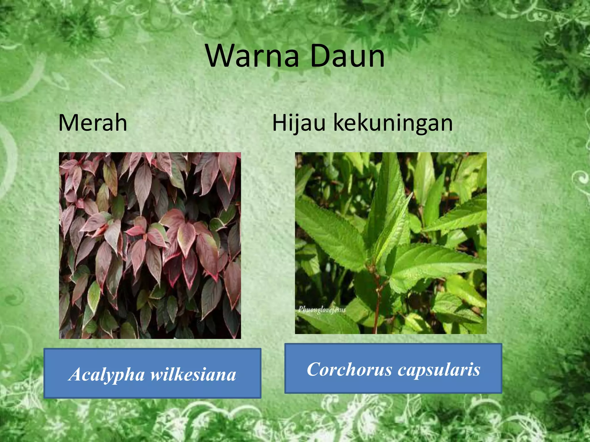 PPT Morfologi Tumbuhan - Daun dan Bangun Daun | PPTX