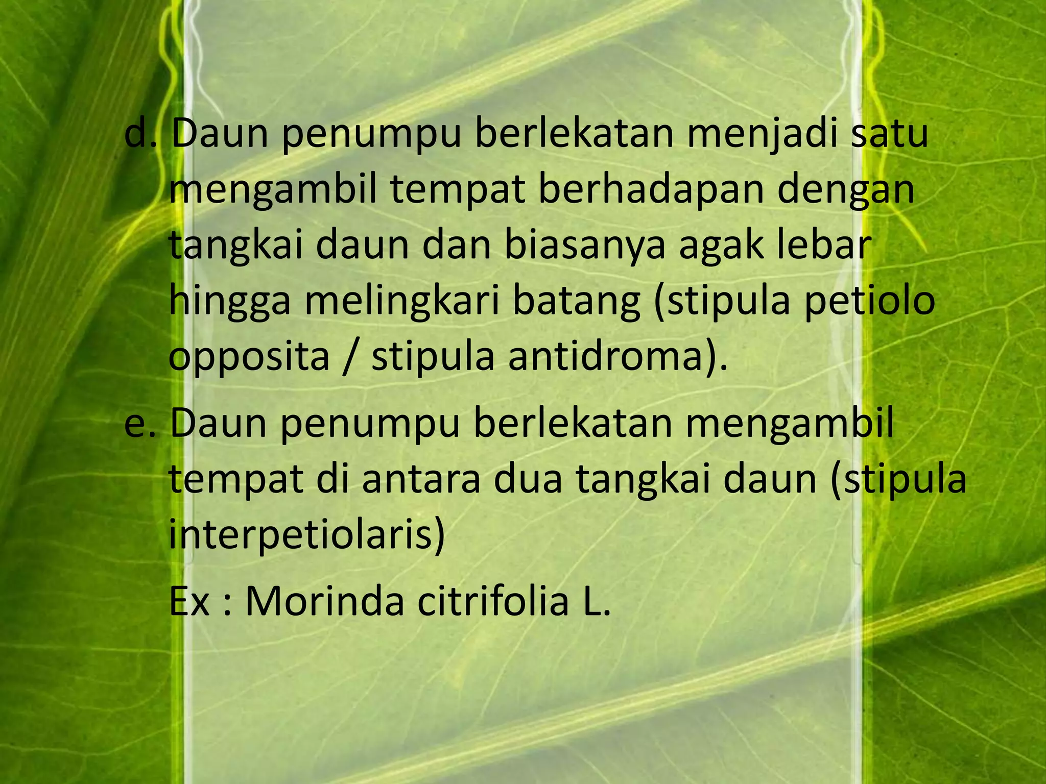 PPT Morfologi Tumbuhan - Daun dan Bangun Daun | PPTX