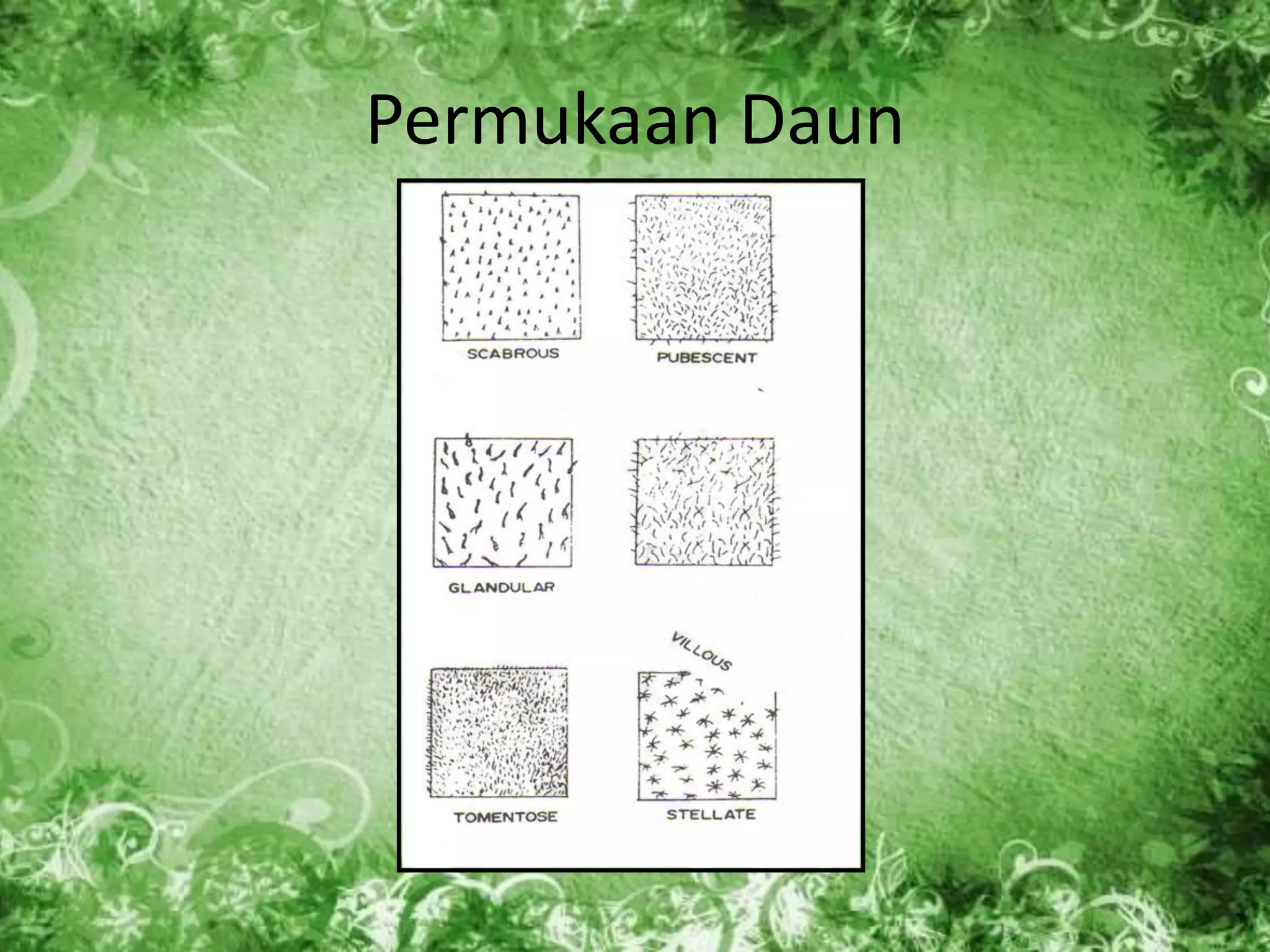 PPT Morfologi Tumbuhan - Daun dan Bangun Daun | PPTX