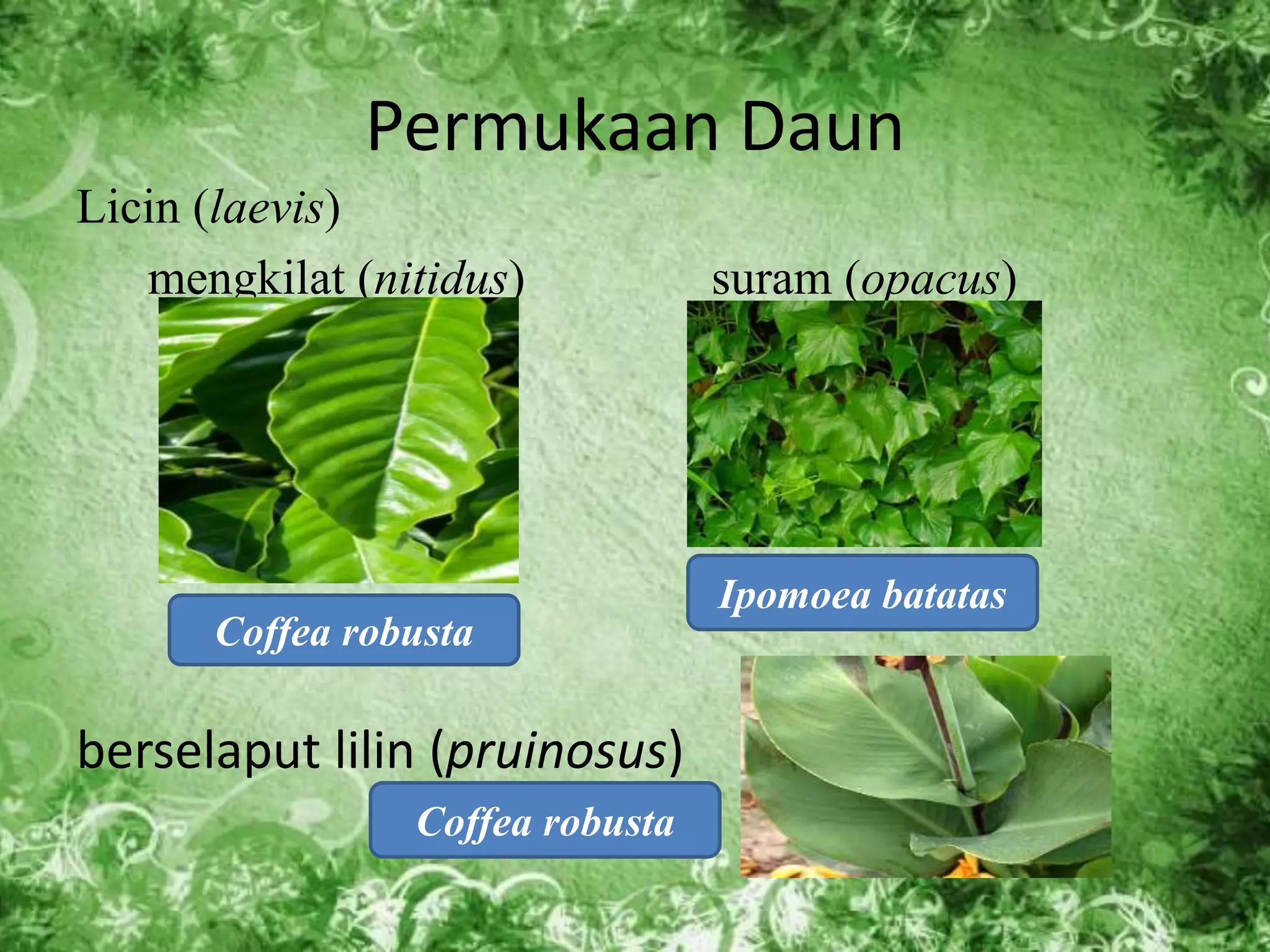 PPT Morfologi Tumbuhan - Daun dan Bangun Daun | PPTX