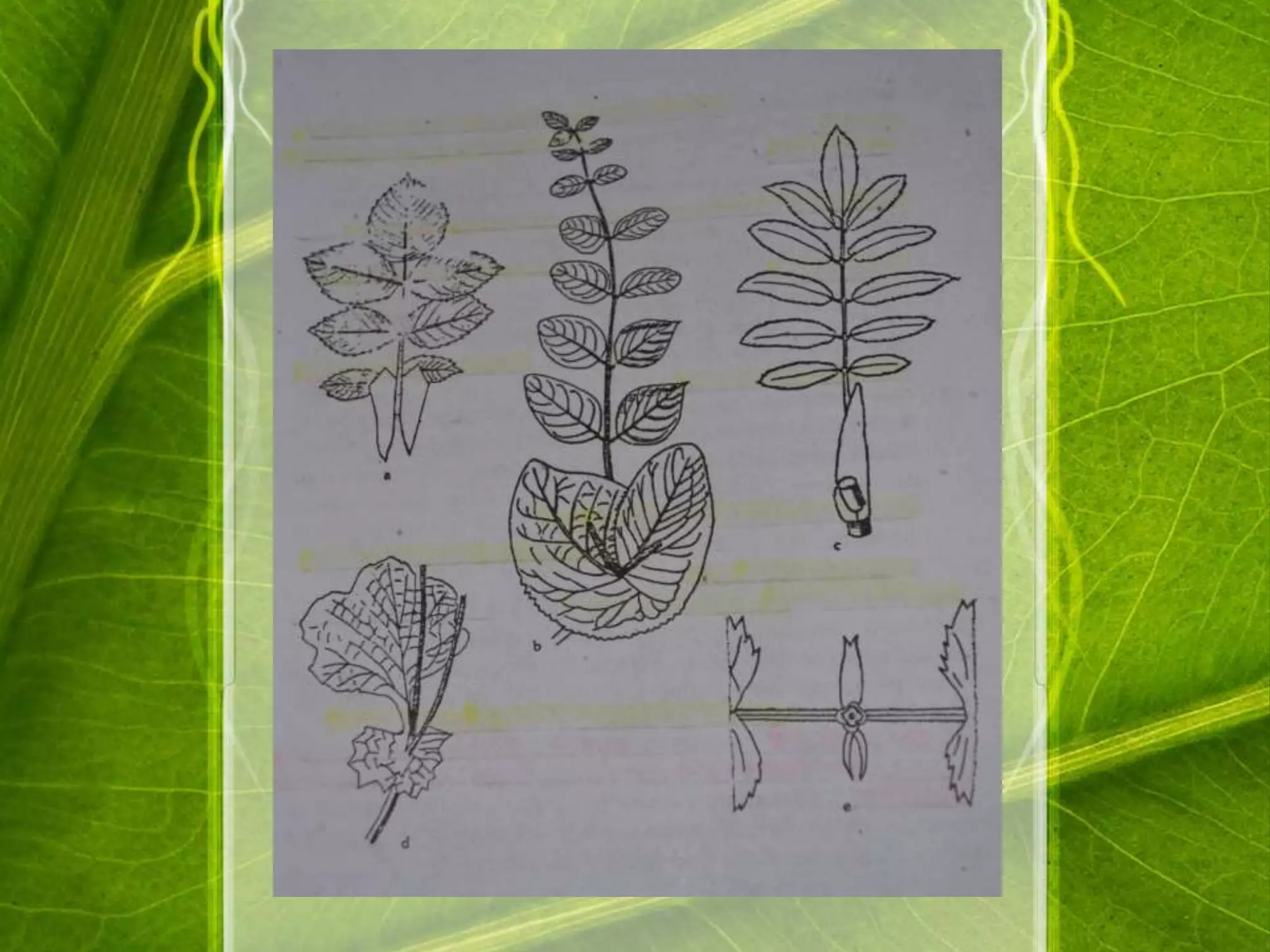 PPT Morfologi Tumbuhan - Daun dan Bangun Daun | PPTX