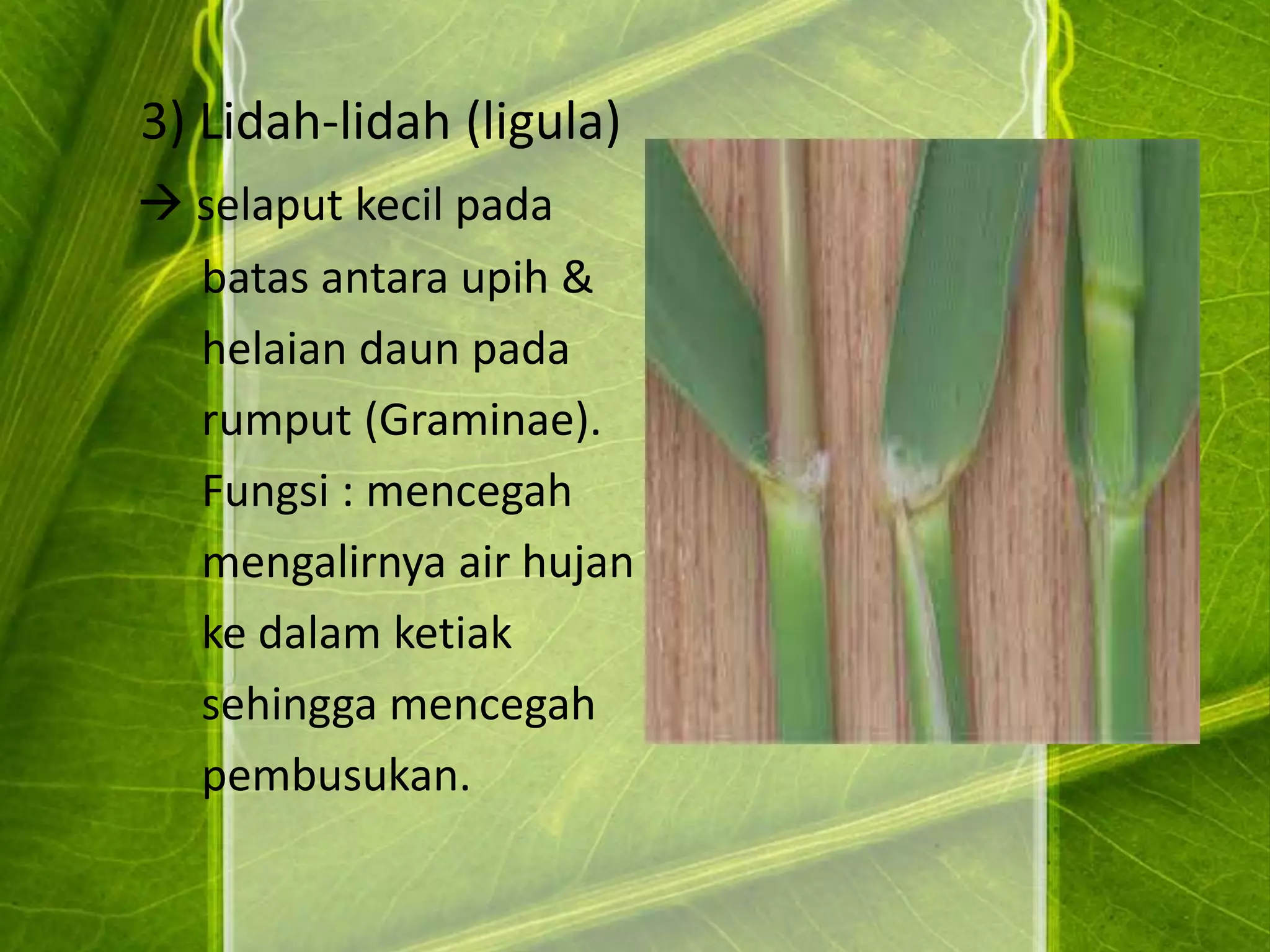 PPT Morfologi Tumbuhan - Daun dan Bangun Daun | PPTX