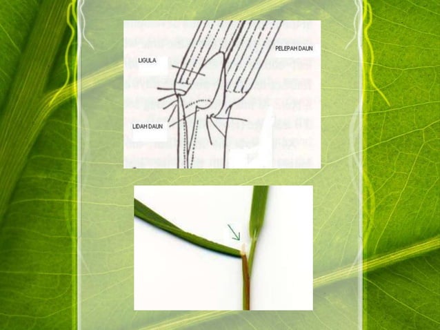 PPT Morfologi Tumbuhan - Daun dan Bangun Daun | PPTX