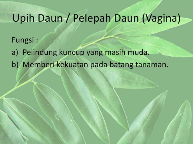 PPT Morfologi Tumbuhan - Daun dan Bangun Daun | PPTX
