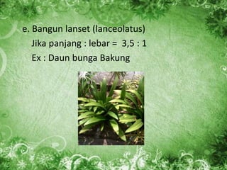 PPT Morfologi Tumbuhan - Daun dan Bangun Daun | PPTX