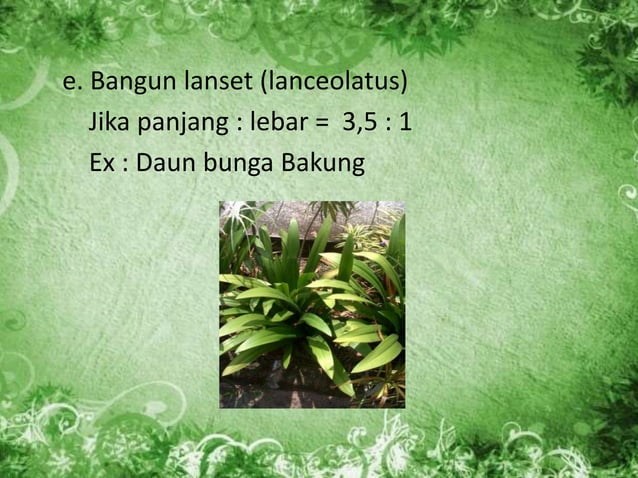 PPT Morfologi Tumbuhan - Daun dan Bangun Daun | PPTX