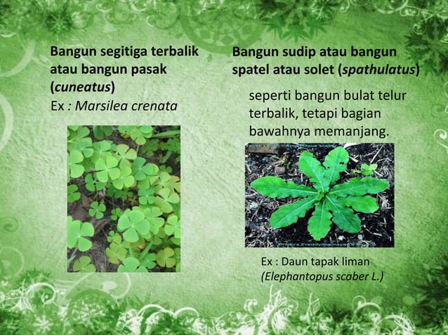 PPT Morfologi Tumbuhan - Daun dan Bangun Daun | PPTX