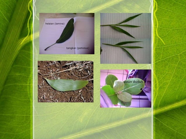 PPT Morfologi Tumbuhan - Daun dan Bangun Daun | PPTX