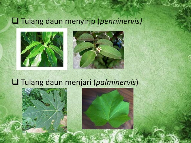 PPT Morfologi Tumbuhan - Daun dan Bangun Daun | PPTX