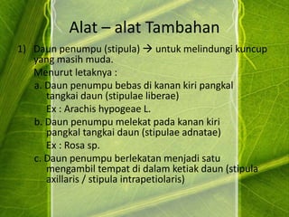 PPT Morfologi Tumbuhan - Daun dan Bangun Daun | PPTX